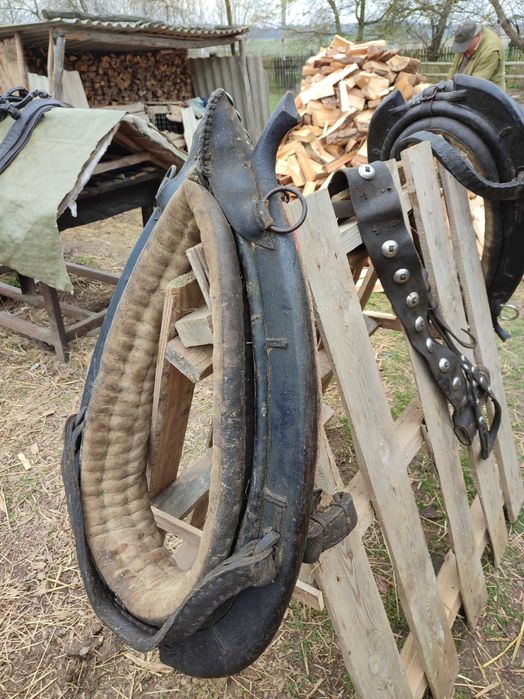 chomonto dla konia - Akcesoria jeździeckie | OLX Sport i Hobby