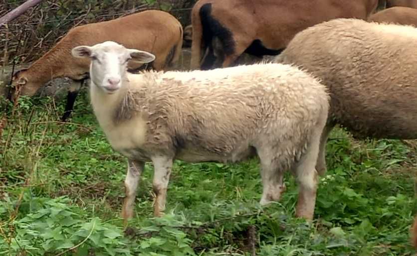 Owca olkuska, kameruńska jarka MIX Wola Batorska • OLX.pl