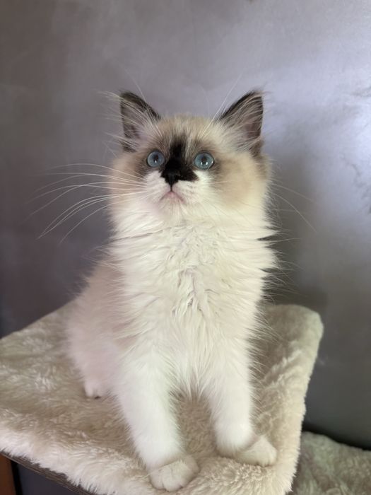 Seal Mitted ragdoll kocurek gotowy do odbioru Warszawa Bemowo • OLX.pl