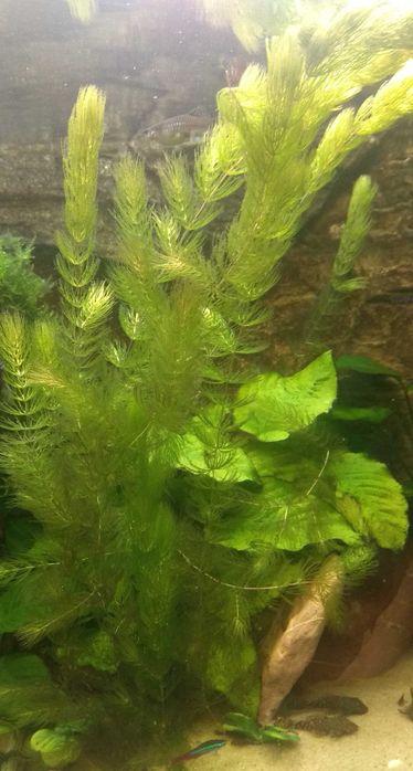 Rogatek 25-30 cm, ozdoba do akwarium Warszawa Białołęka • OLX.pl