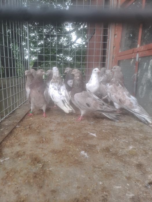 Gołębie orliki kolorowe Zielona • OLX.pl