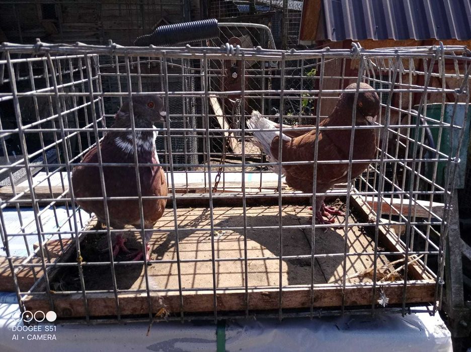 Sprzedam gołębie rasy KING I OLBRZYM RZYMSKI Sławno • OLX.pl