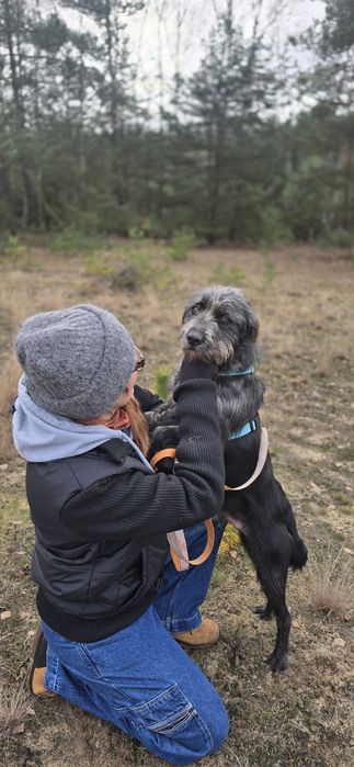 Komo śliczny terier szuka swojego człowieka Warszawa Mokotów • OLX.pl