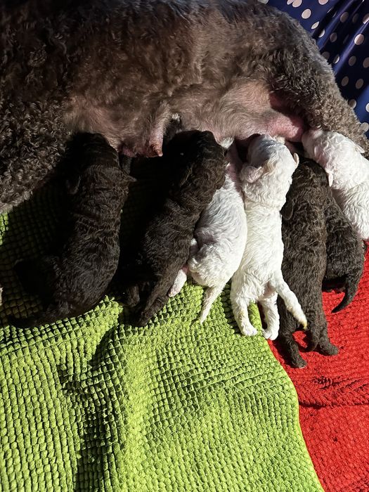 Lagotto Romagnolo ZKwP/ FCI Żyrardów • OLX.pl