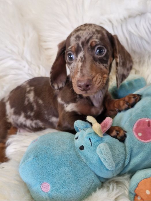 **MARLEY**jamnik miniaturowy piesek choco merle do rezerwacji ...