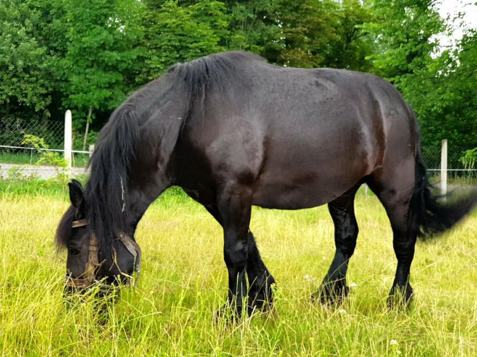 Klacz zimnokrwista Rogolin • OLX.pl