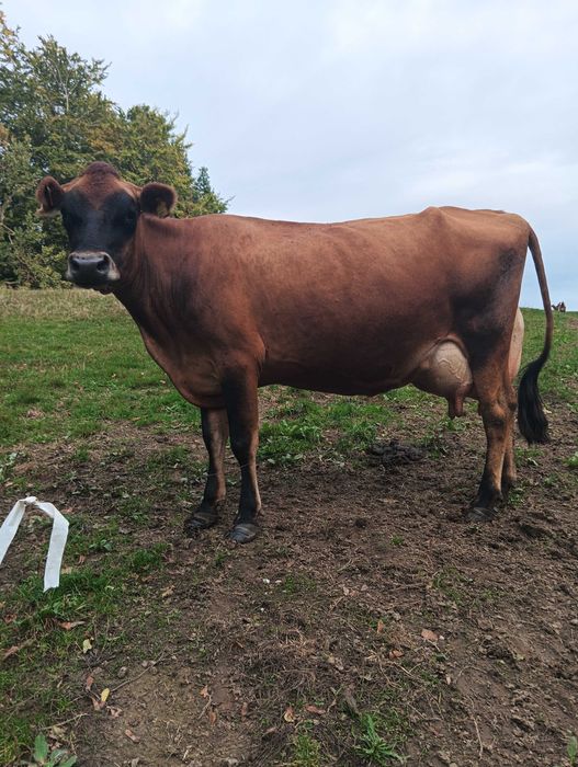 Krowa mleczna jersey Majewo • OLX.pl