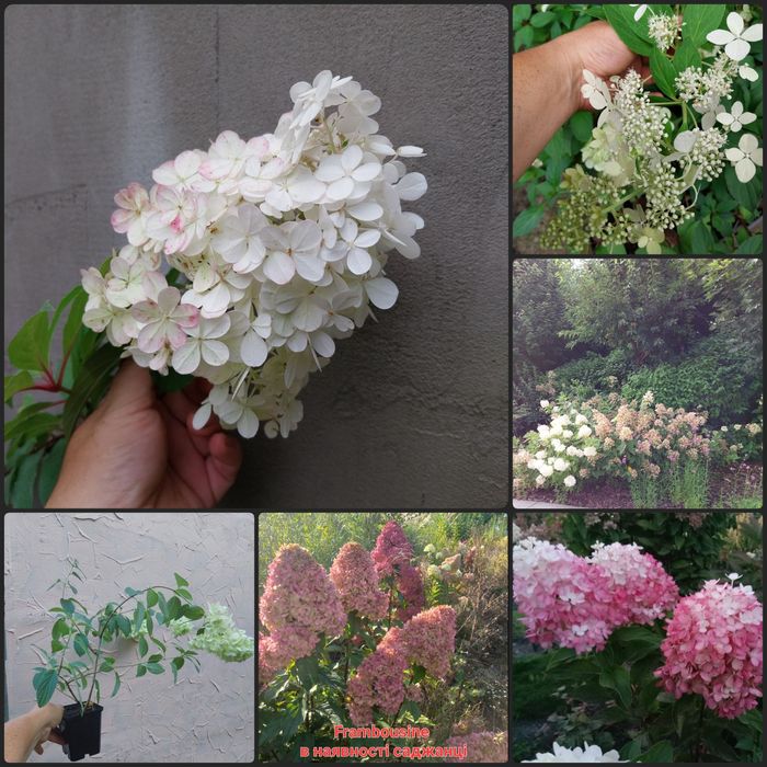 Гортензия Pastelgreen,Petit star, Diamontino,Frambousine, Mojito: 200 ...