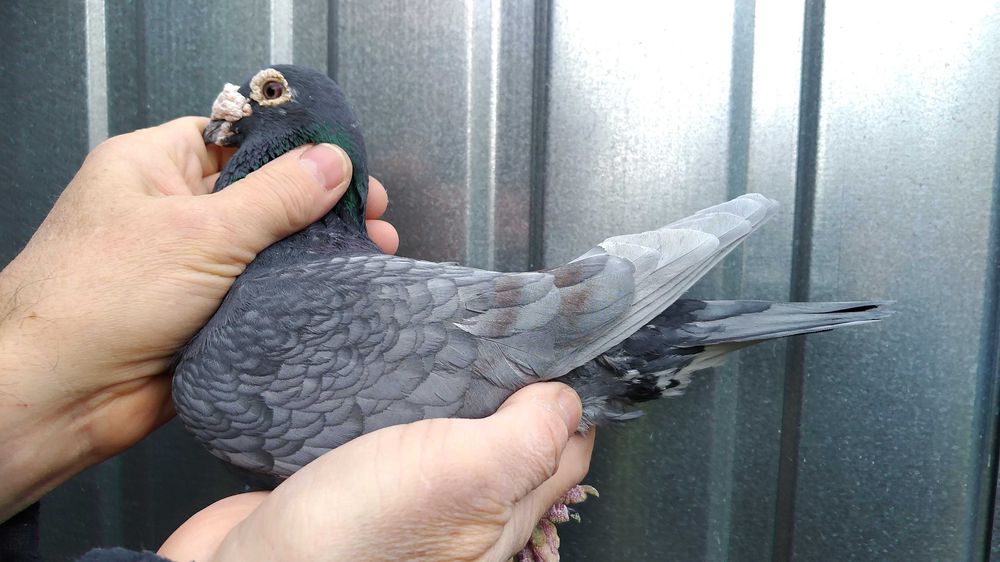 Gołębie pocztowe - kilkanaście par z 2024 roku do rozpłodu Tarnów ...