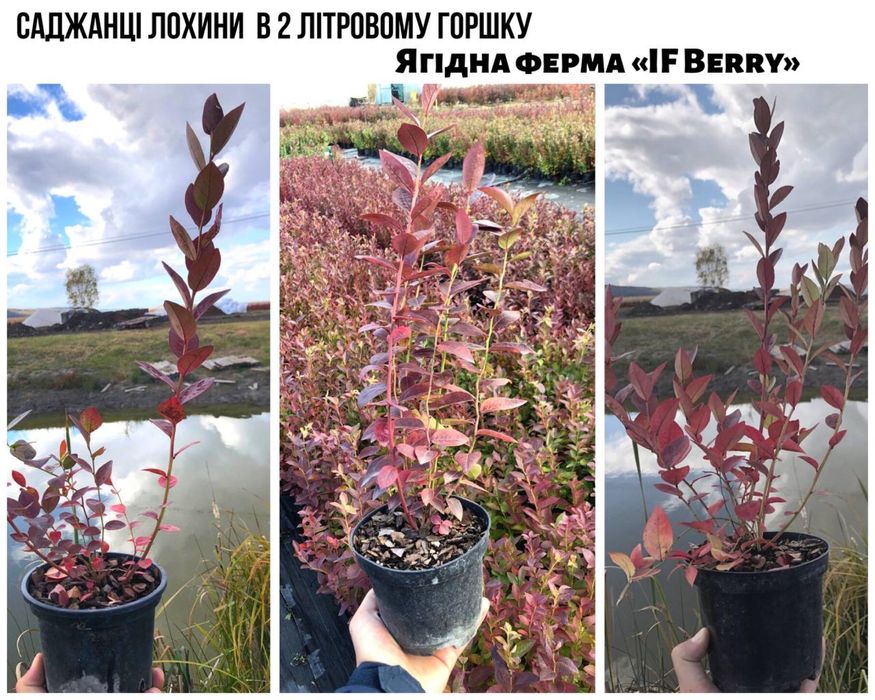 Лохина,борувка,голубика,blueberry,ГУРТ-(жимолость,малина,ожина,ТУЇ ...