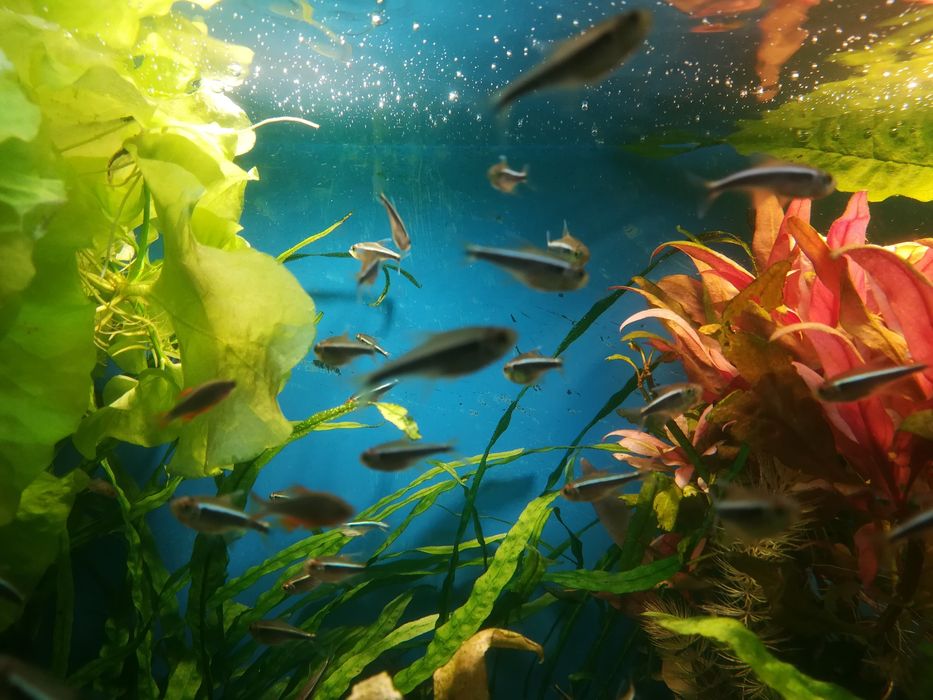 Rybka akwariowa neon czarny Kraków Bieżanów-Prokocim • OLX.pl