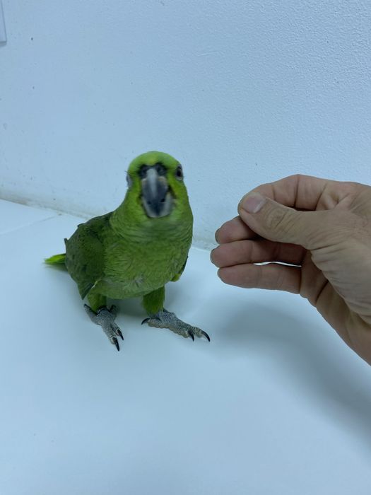 Papagaio auropallita parvipes Penafiel • OLX.pt