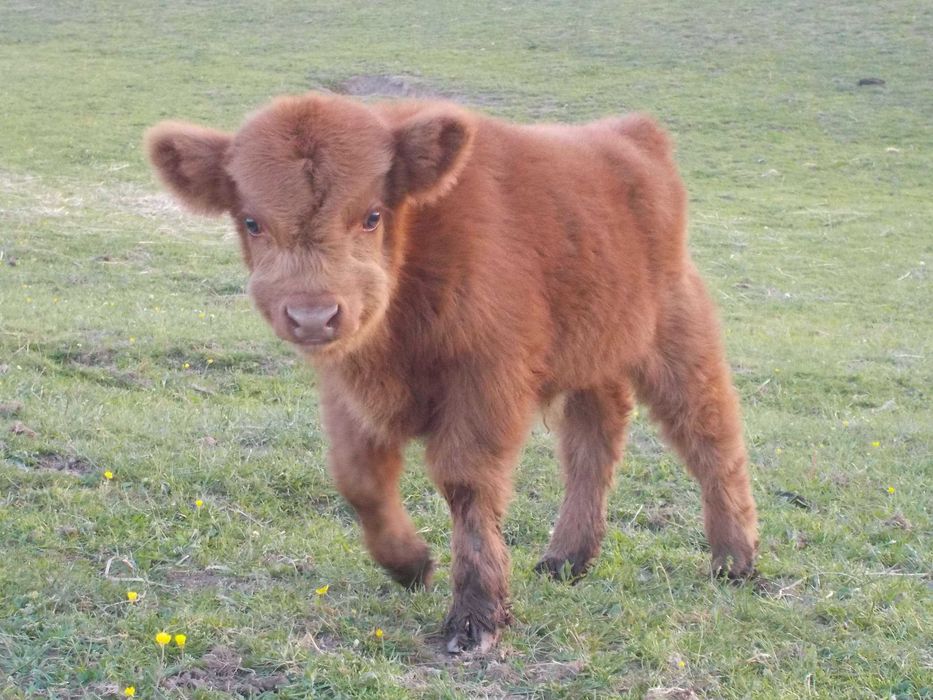 Sprzedamy nadwyżki zwierząt różne kozy i owce, oraz krowy szkockie ...
