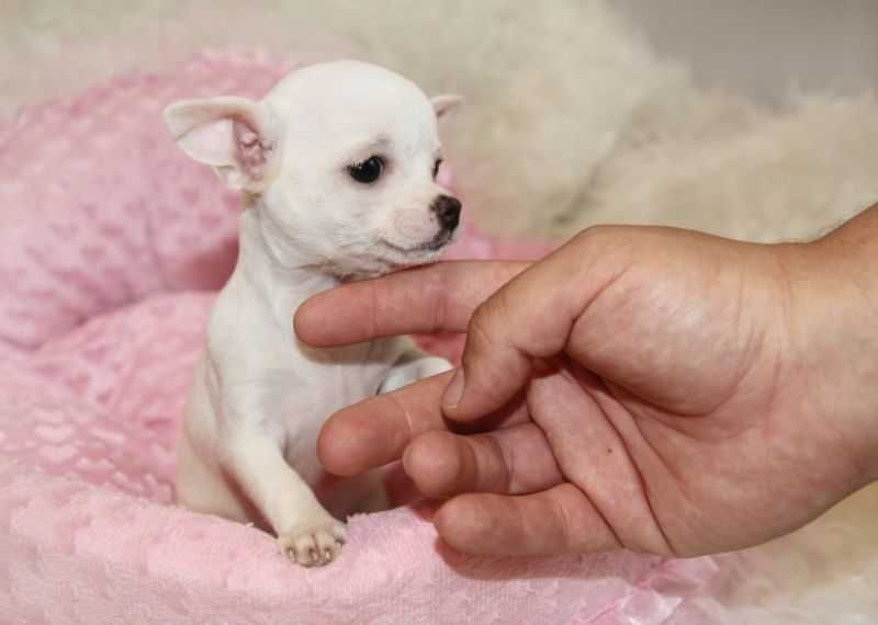 Chihuahua krótkowłosa XS – Lili Katowice Bogucice • OLX.pl