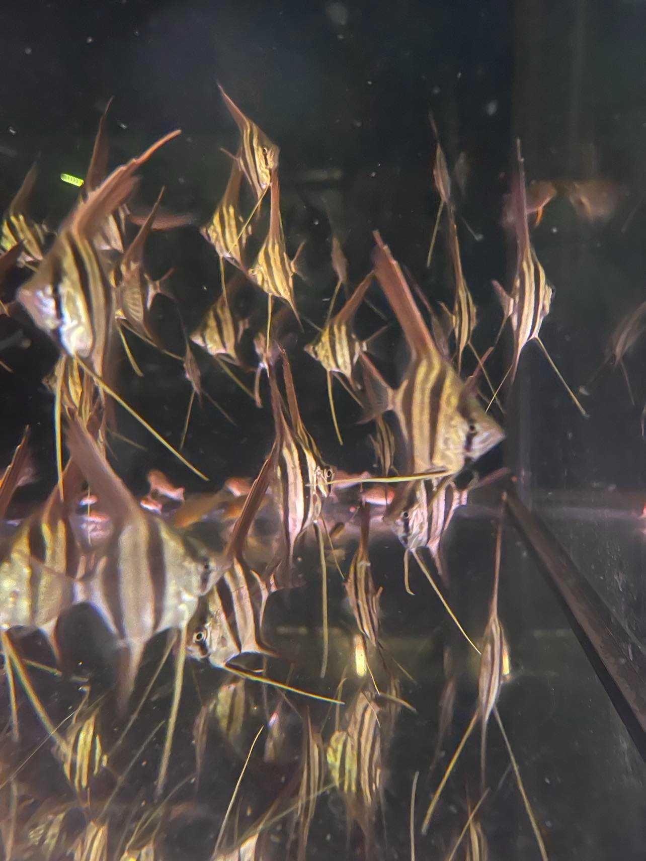 Pterophyllum altum Orinoco Gliwice Kopernika • OLX.pl Pterophyllum altum Orinoco Gliwice Kopernika • OLX.pl