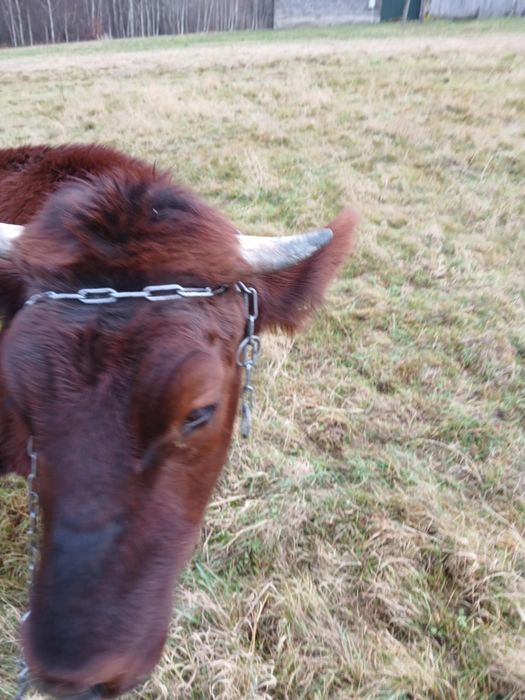 Krowa czerwona Polska Grudna Górna • OLX.pl