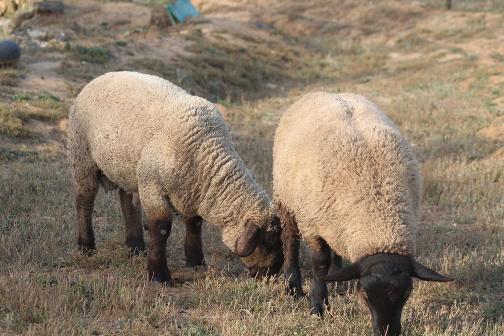 Borregas e borregos suffolk e ovelhas Mafra • OLX Portugal