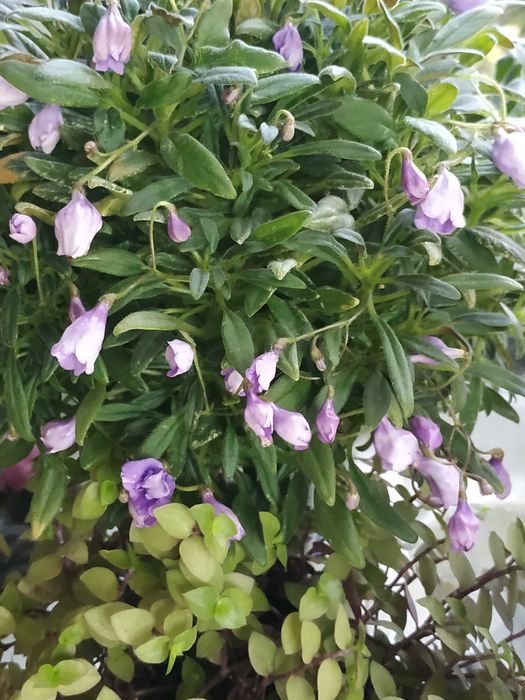 Трейлерні фіалки вкорінені Колумнея карнівал: 40 грн. - Кімнатні ...