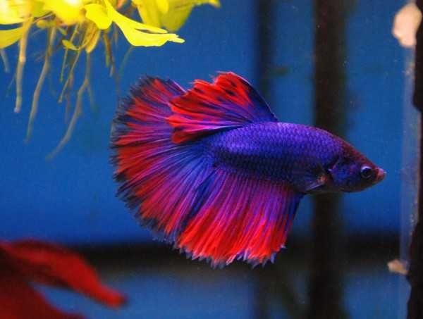 Bojownik , Bojowniki Rybki akwariowe Wrocław Fabryczna • OLX.pl