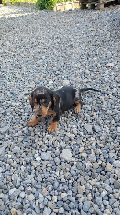 Jamnik krótkowłosy Choco Merle Sandomierz • OLX.pl