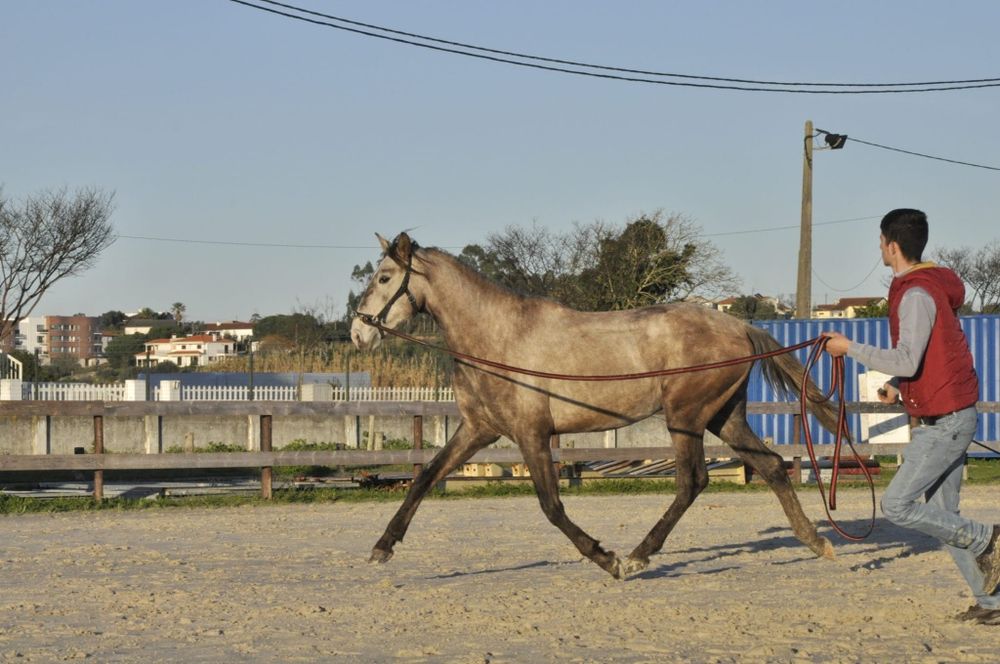 Poldro Puro Lusitano 34meses Carapinheira • OLX Portugal