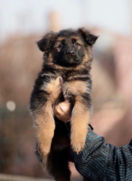 Довгошерста дівчинка з документами FCI: 20 000 грн. - Собаки Дніпро на Olx