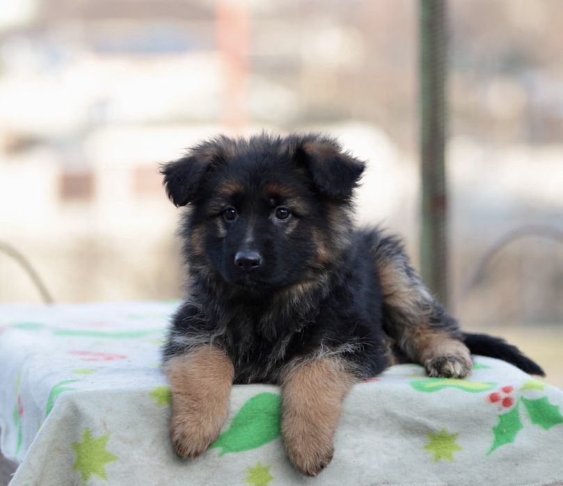 Довгошерста дівчинка з документами FCI: 20 000 грн. - Собаки Дніпро на Olx