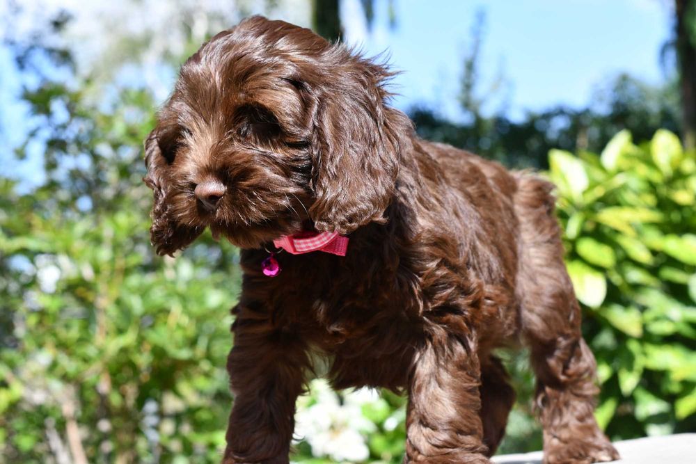 Cockapoo hybryda sunia czekoladowa PEGGY pudel mini spaniel Łódź Widzew • OLX.pl
