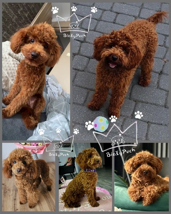 Pudel Toy Suczka red grudzień badania wyprawka paszport Katowice ...