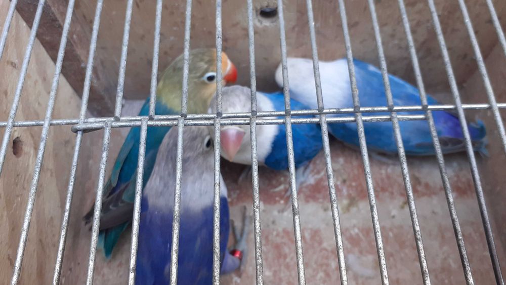 Agapornis fischer Charneca De Caparica E Sobreda • OLX.pt