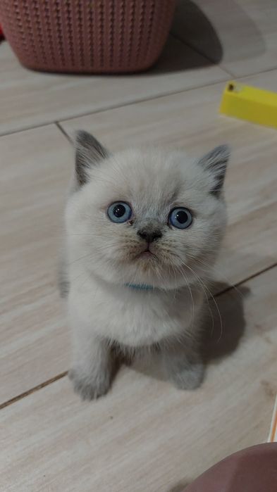 Kot brytyjski krótkowłosy biały Wojnowo • OLX.pl