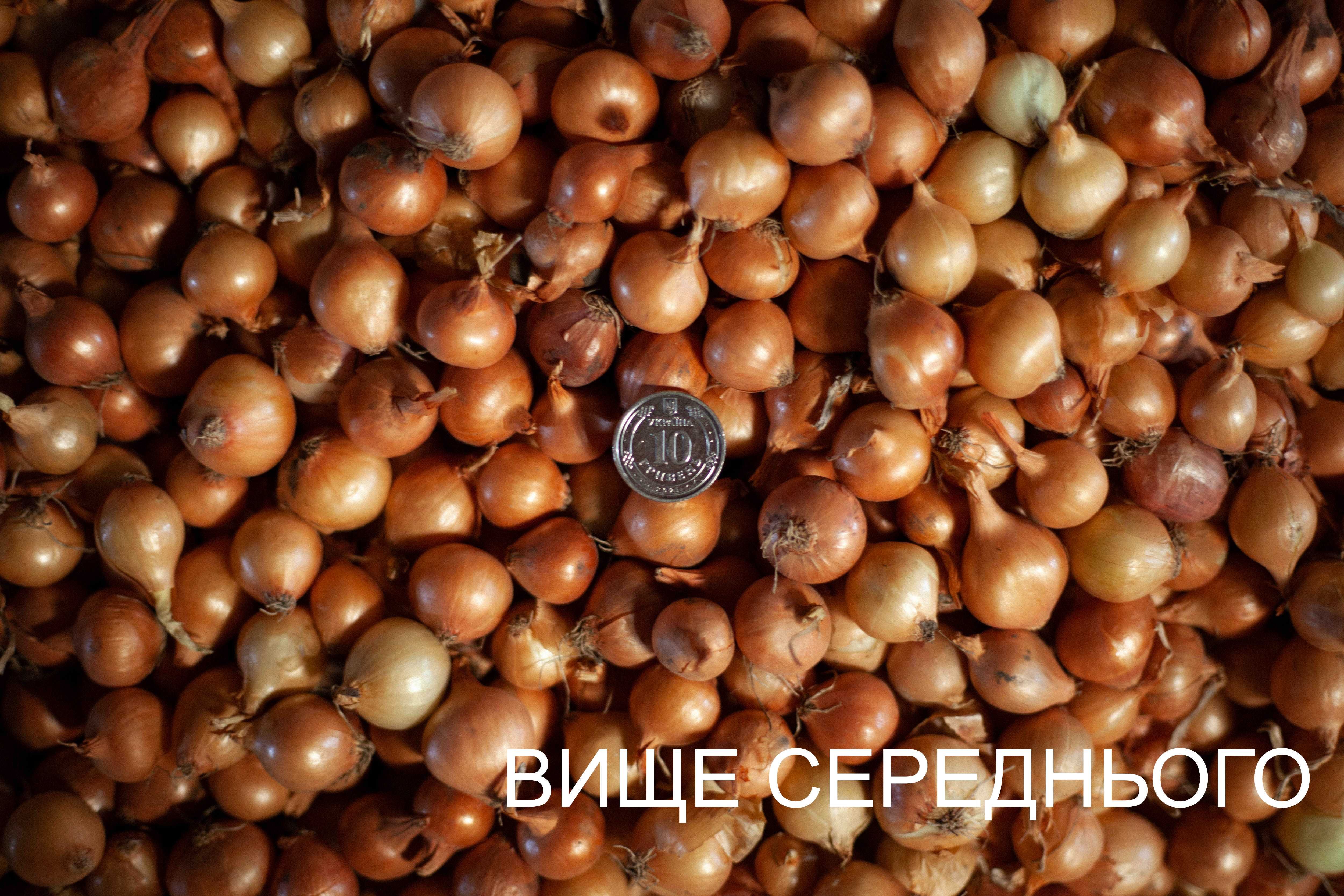 Лук севок озимый Штутгартен / Цибуля сіянка, озима: 40 грн. - Сад ...