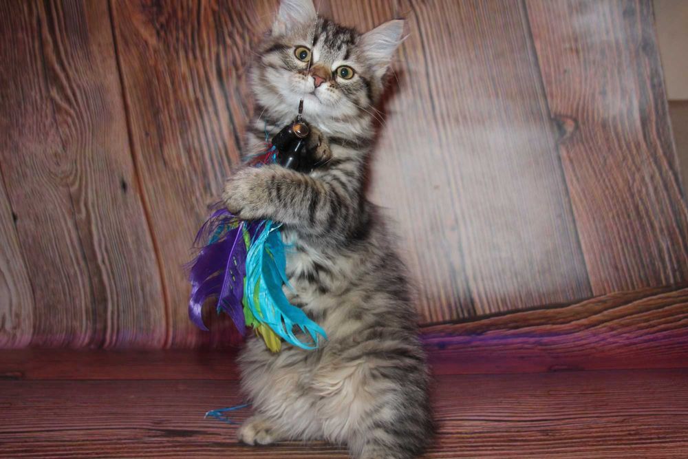 Cleo kotka Syberyjska z rodowodem FPL, legalna hodowla 18 lat Wrocław ...