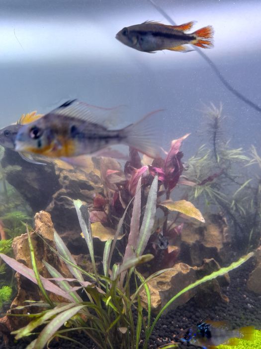 Ramirezi & Apistograma Almada, Cova Da Piedade, Pragal E Cacilhas • OLX.pt