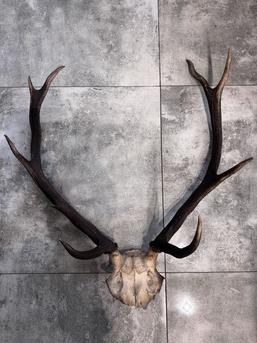 Rogi jelenia z czaszka Racibórz • OLX.pl