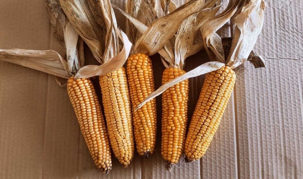 Kolby kukurydzy 50 szt. dla gryzoni ptaków 2025 wysyłka Borkowice • OLX.pl