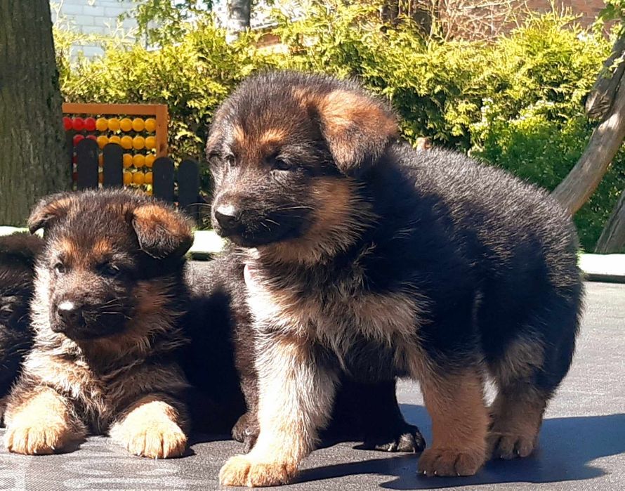 Owczarek Niemiecki FCI Majdan Sopocki Drugi • OLX.pl