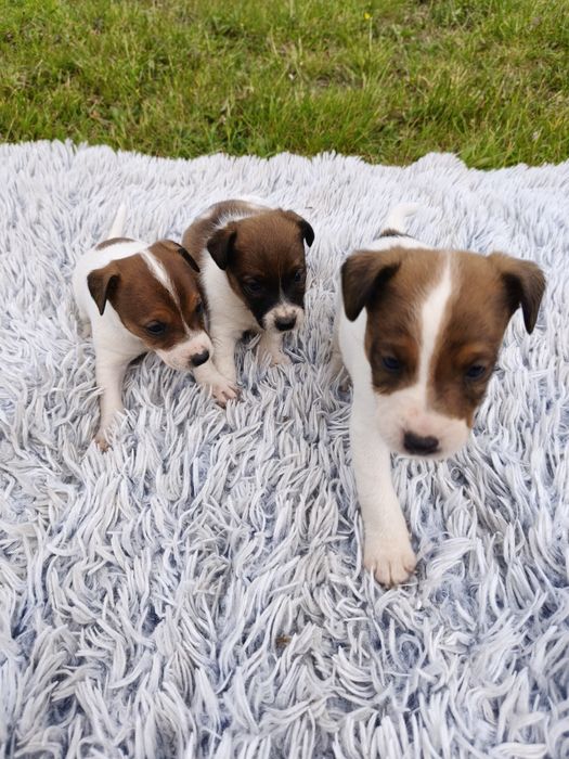 Jack Russell Terrier Lubochnia • OLX.pl
