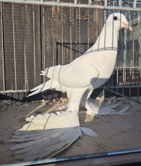 Bocian/ bociany dolnośląskie białe Mirzec • OLX.pl