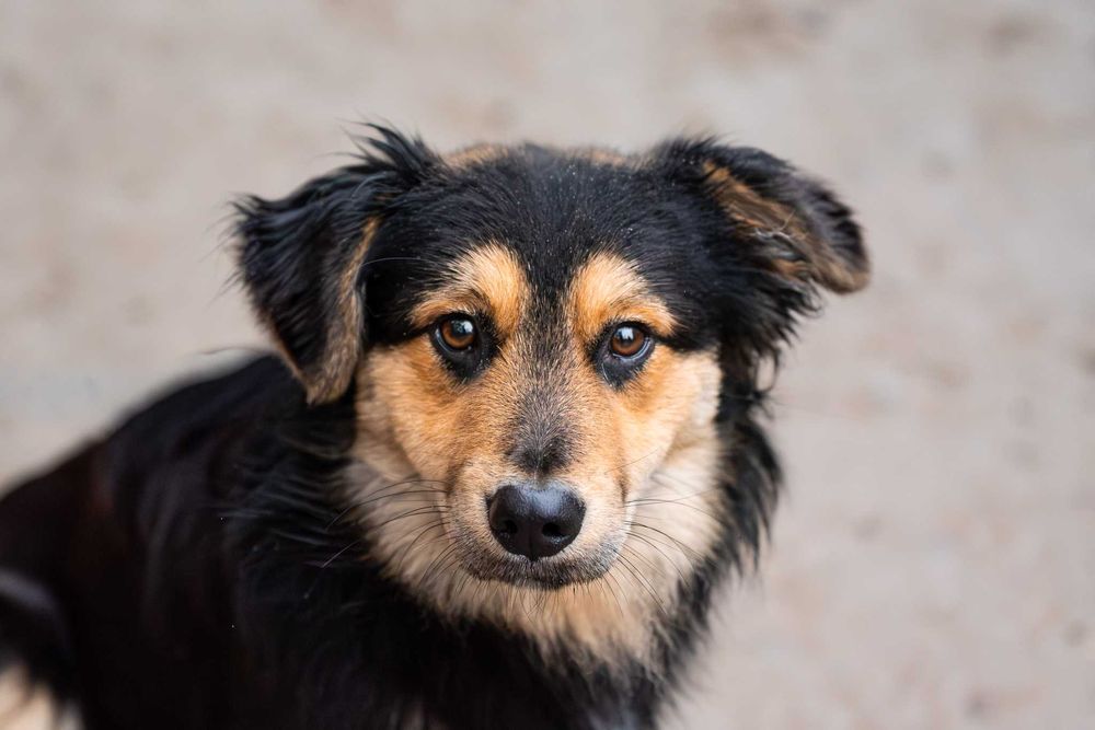 Przeuroczy psiak Pappi czarny-podpalany szuka dobrego domku Kielce • OLX.pl