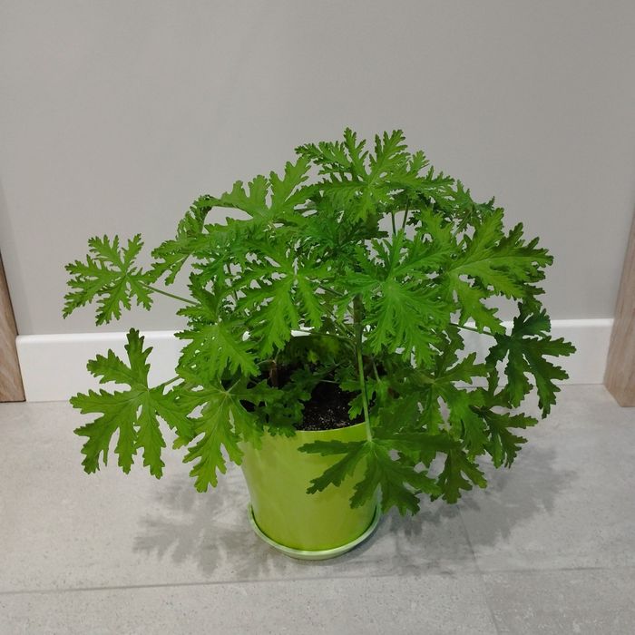 Geranium, anginka Kraków Bronowice • OLX.pl