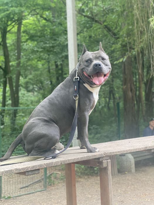 Дівчата Амстафф КСУ FCI: 1 300 $ - Собаки Вінниця на Olx