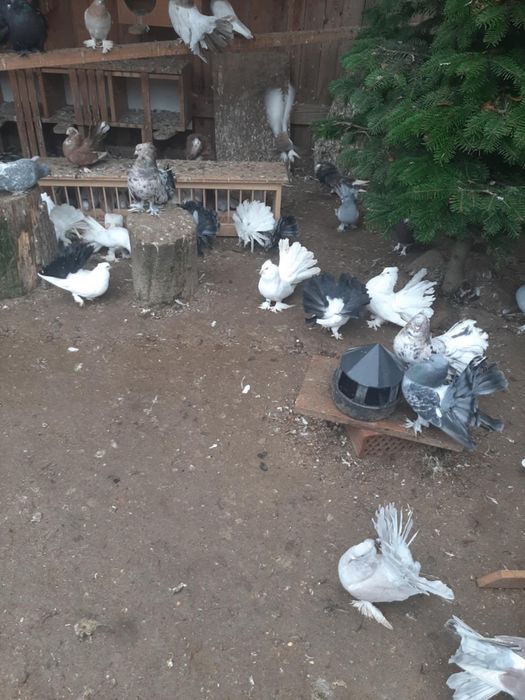 Golebie rozne rodzaje Tuchowicz • OLX.pl
