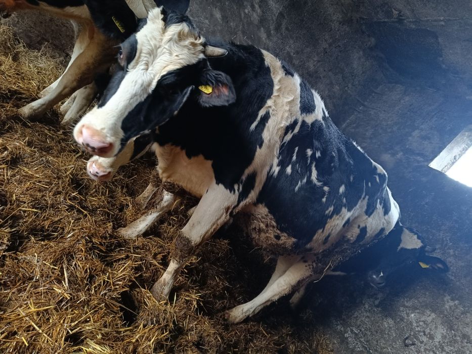 Jałówki wysokocielne hf 2 sztuki Natalin • OLX.pl