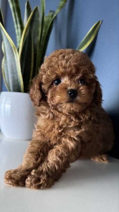 Pudel Red Toy Sunia z rodowodem FCI Skierniewice • OLX.pl