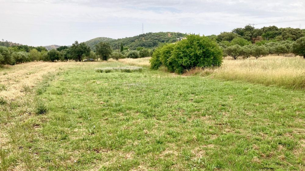 Terreno Rustico São Brás com Agua São Brás de Alportel • OLX.pt