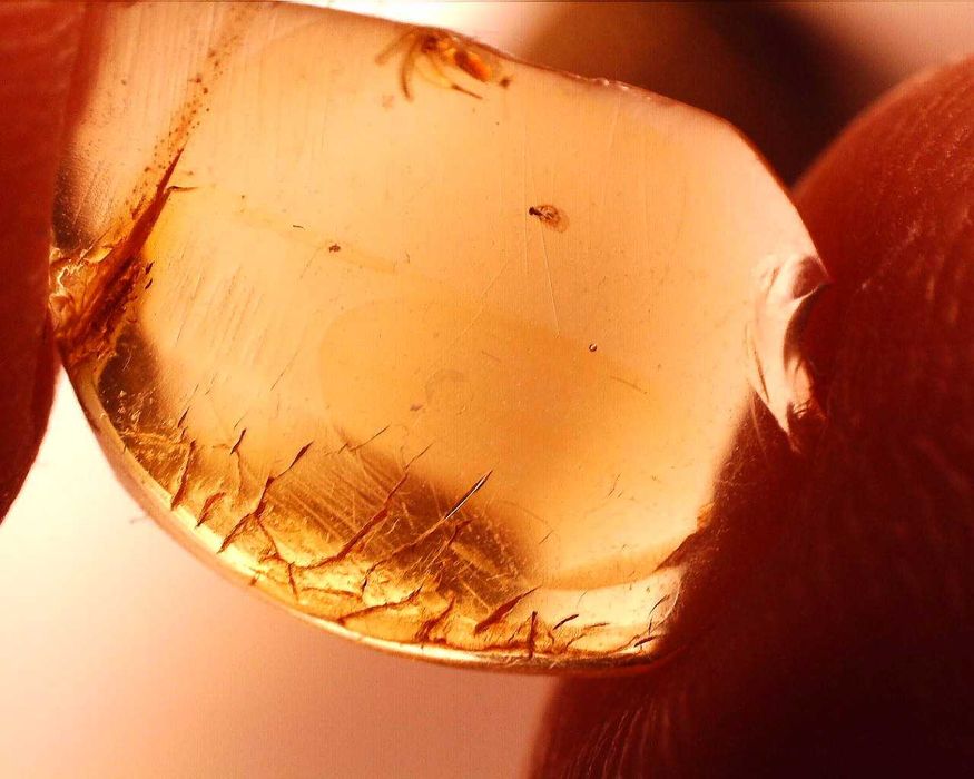 Bursztyn inkluzja OSA błonkówka Mymarommatoidea Samica wymarła Pułtusk ...