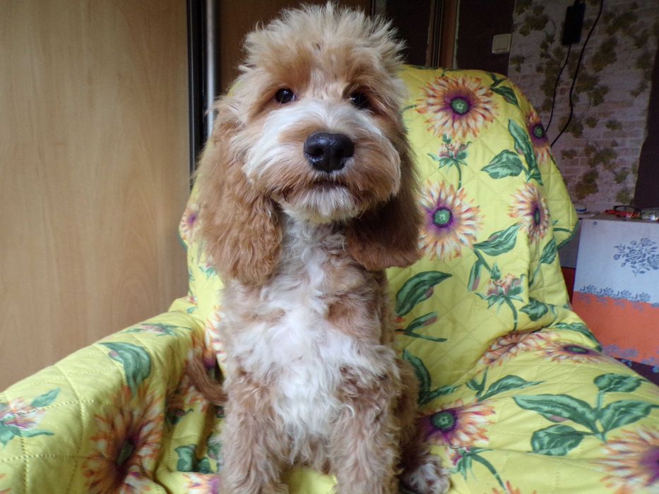 Pudel F1, piesek 5 miesięcy, Cockapoo karmelowo/biały Jacków • OLX.pl