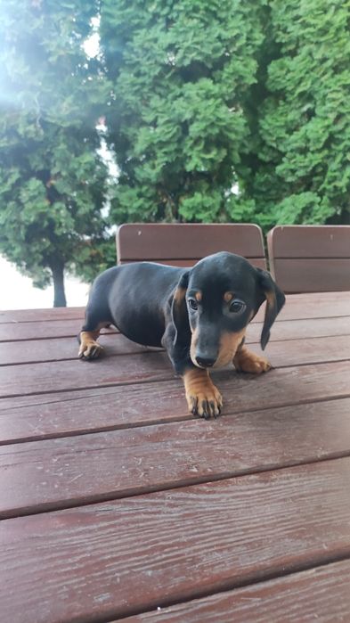 Jamnik miniaturowy krótkowłosy Stęszew • OLX.pl