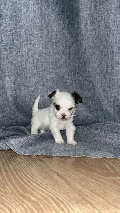 Yorkshire Terrier miniaturka piesek Dzierzgoń • OLX.pl